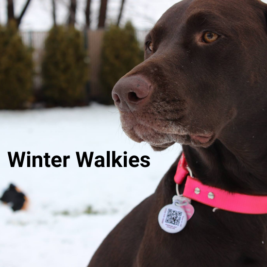 How to Keep Your Dog Safe during Winter Walks | PetHub